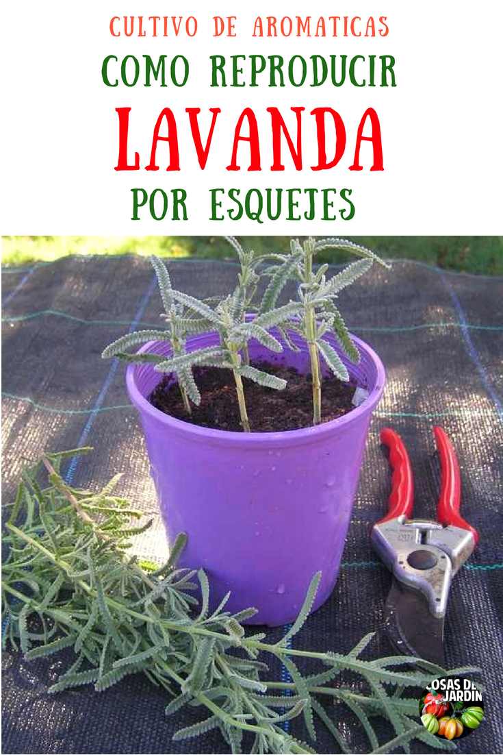 Consejos para hacer Esquejes de Lavanda - Cosas del Jardin