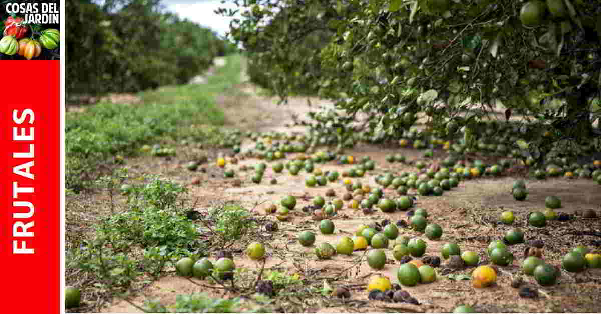 Caída De Frutos De Limon A Qué Se Debe Cómo Prevenirlo Cosas Del