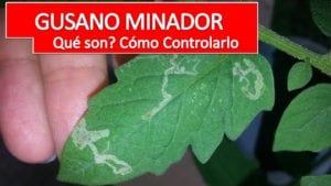 como aniquilar al maldito gusano minador de las hojas - Cosas del Jardin