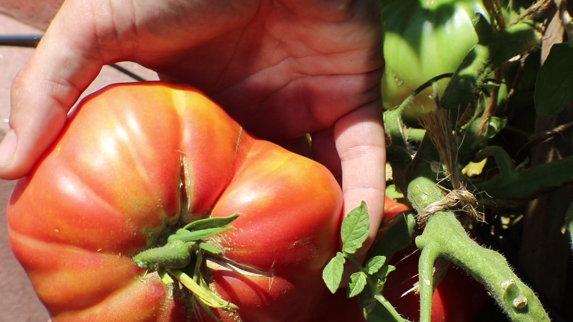 Cuando Y Como Cosechar Tomates Cosas Del Jardin