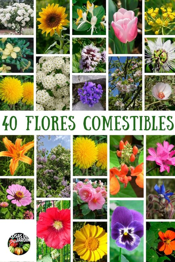 Guia TOP 40 Flores Comestibles más comunes para tus platos