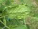 Enfermedades del Tomate: Guía con Fotos y soluciones - Cosas del Jardin
