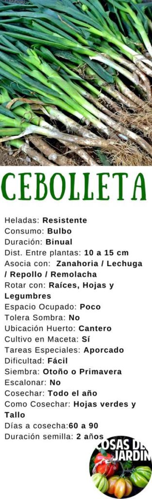 Guía de cultivo de la Cebolleta o Cebolla de Verdeo - Cosas del Jardin