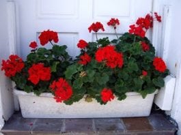 Consejos para el Cuidado de los Geranios - Cosas del Jardin