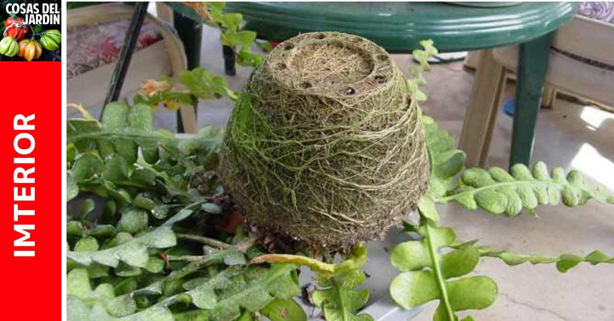 Cómo saber si a tu planta le queda pequeña la maceta. Consejos para ...