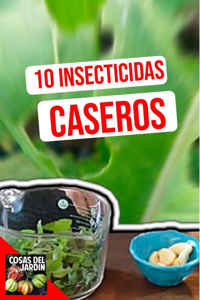 10 Insecticidas caseros orgánicos para controlar las plagas de tu ...