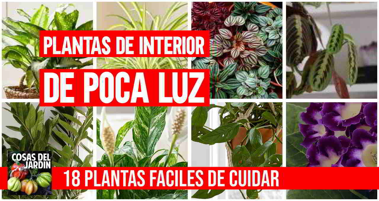 Plantas de Interior de Poca Luz. 18 Plantas de bajo mantenimiento
