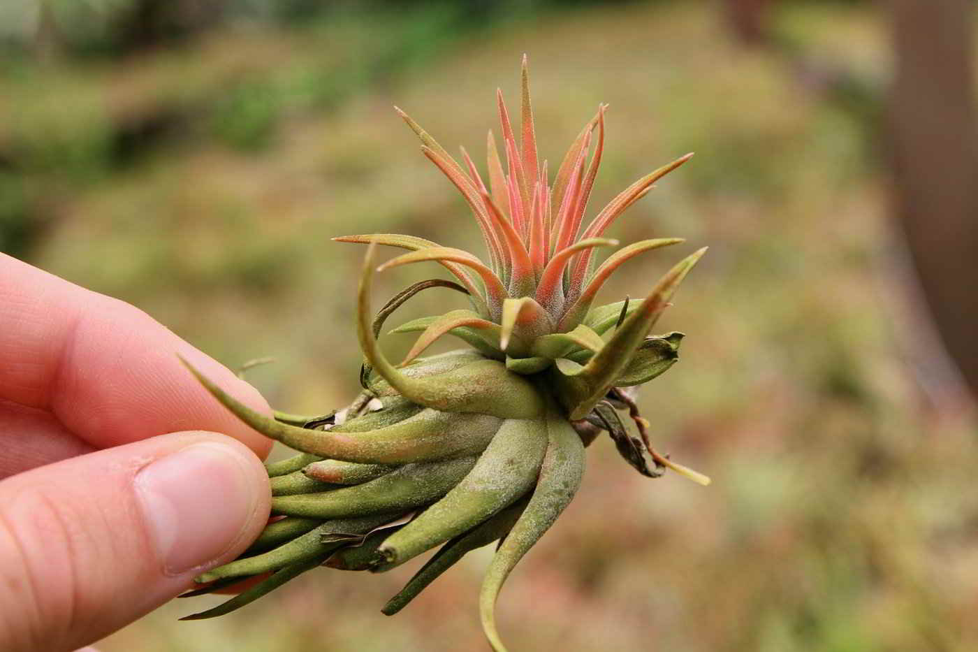 Como cuidar tu planta de aire, clavel del aire o Tillandsia - Cosas del ...