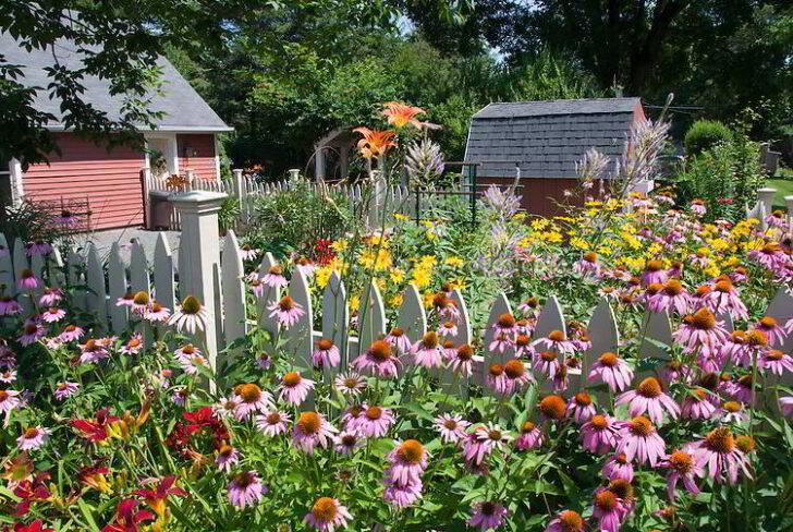 Las mejores plantas para cercos - Cosas del Jardin