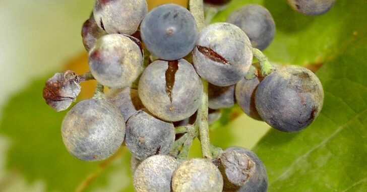 11 consejos para combatir las enfermedades de la vid - Cosas del Jardin